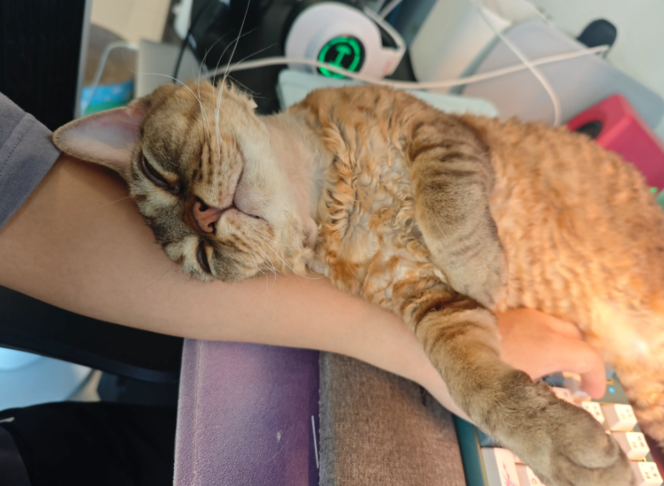 How LitterLens Helps My Cat Fight Feline IBD – Intense gesprekken